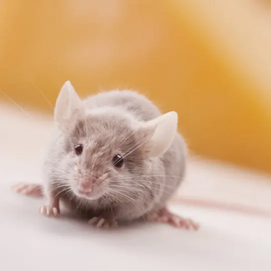 House Mice in Home | Philadelphia Mice Extermination