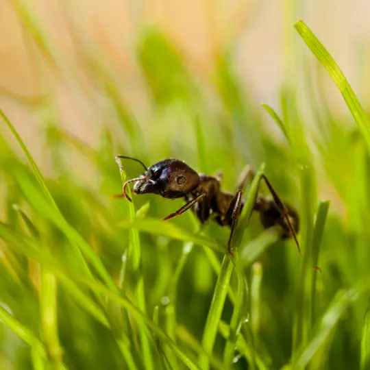 How to Safely Kill Ants in Grass - Green Pest Solutions