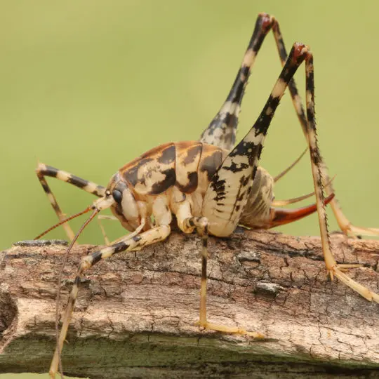 What Is A Camel Cricket? - Green Pest Solutions