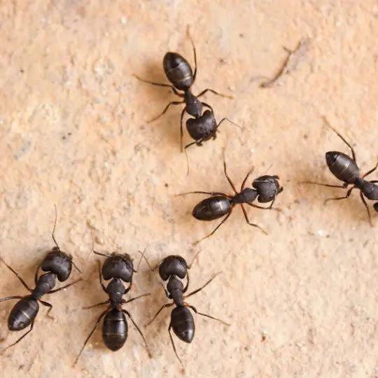 Big black ants in house store