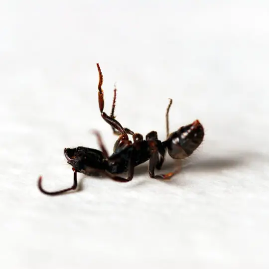3 Do It Yourself Ways to Kill Ants - Green Pest Solutions