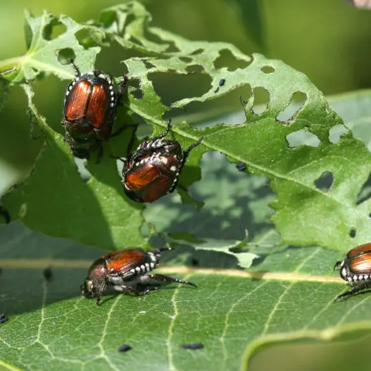 How to Get Rid of Japanese Beetles Naturally - Green Pest Solutions