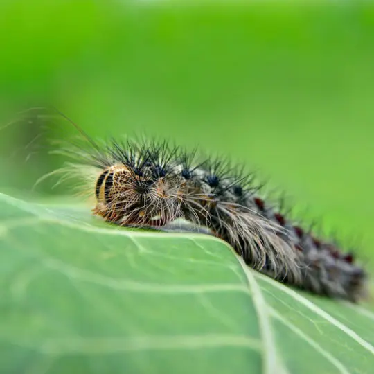 Tree Insects: How to Identify and Eliminate Six of the Deadliest