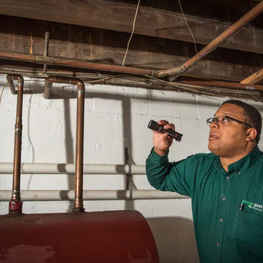 How to Keep Spiders out of the Basement - Green Pest Solutions