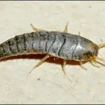 Featured Creature: Silverfish - Green Pest Solutions