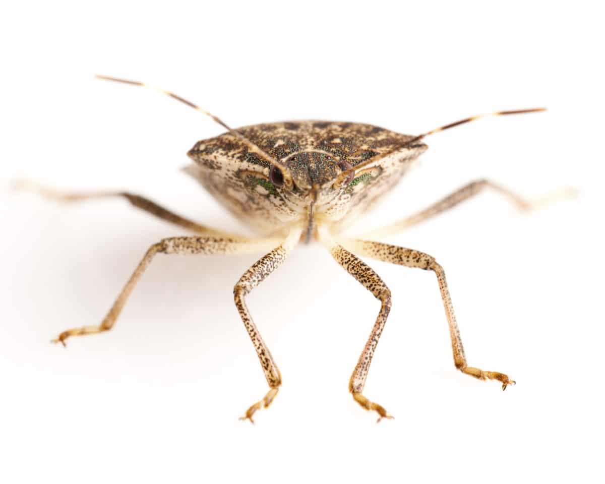 Stink Bug Prevention Tips