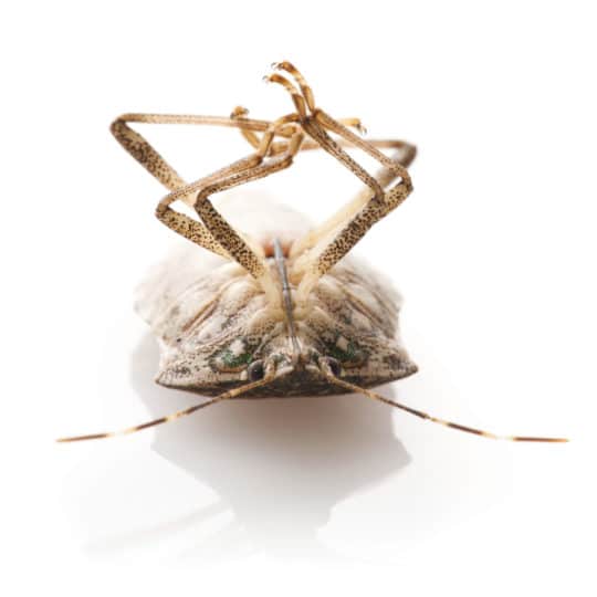 Harmless, Effective Stink Bug Removal Methods