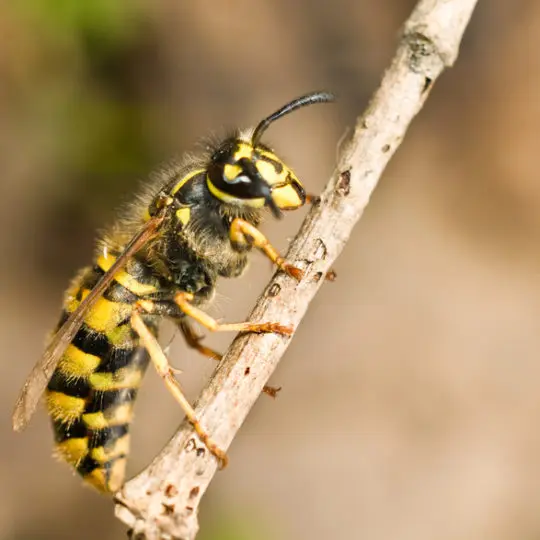 Eliminate Yellow Jackets In & Around Your Home