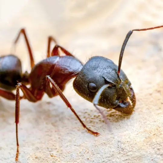 How to Get Rid of Ants in Your Car - Green Pest Solutions