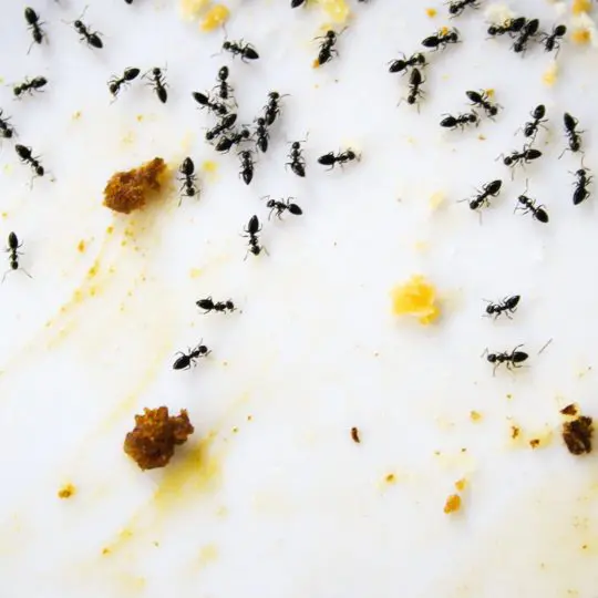 Ants in Pennsylvania: The Three Most Common Species