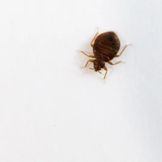 How Big Are Bed bugs? - Green Pest Solutions