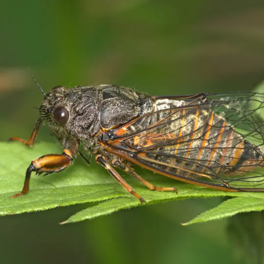 Top Three Longest Living Insects - Green Pest Solutions