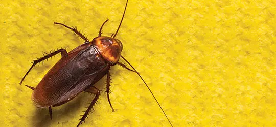 Did You Know You Can Be Allergic to Cockroaches? - Green Pest Solutions