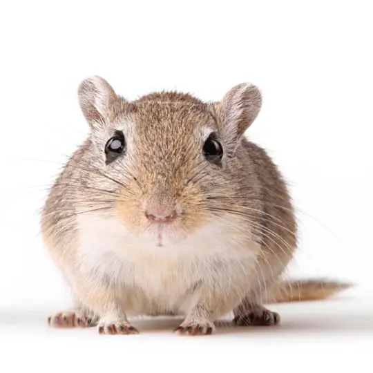 Managing Winter Rodent Infestations