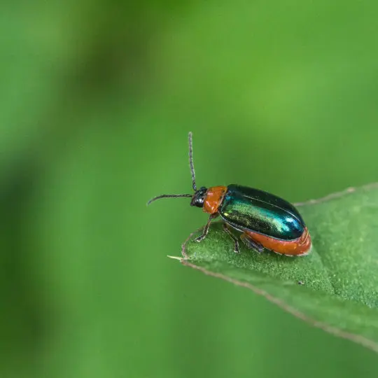 Do Insects Feel Pain? - Green Pest Solutions