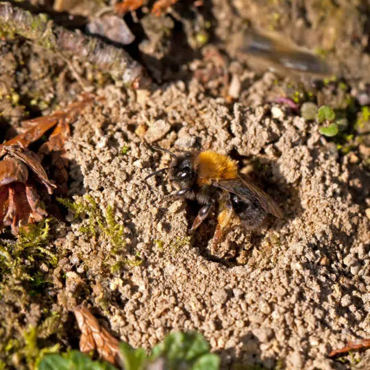 What Are Mining Bees? - Green Pest Solutions