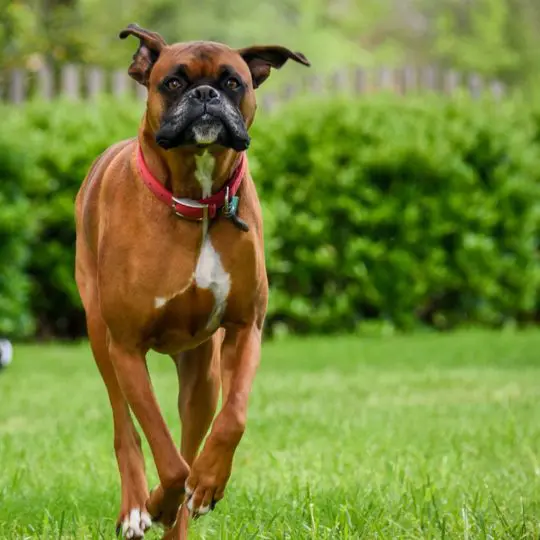 How to Protect Your Dog from Pests - Green Pest Solutions