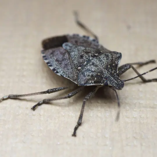 What Attracts Stink Bugs to Your Home? - Green Pest Solutions