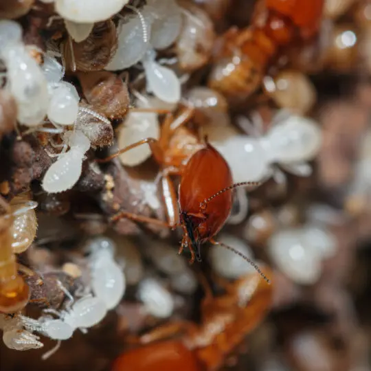 How to Identify Termite Larvae - Green Pest Solutions
