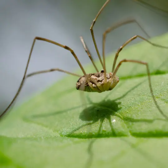 Learn All About Spiders | Green Pest Solutions